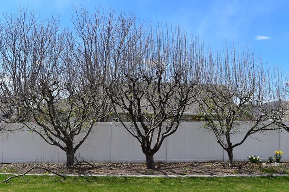 A Guide to Pruning Fruit Trees • Concepts App • Infinite, Flexible ...