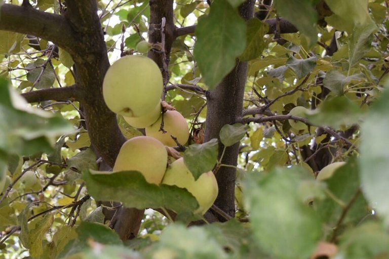 A Guide to Pruning Fruit Trees • Concepts App • Infinite, Flexible ...