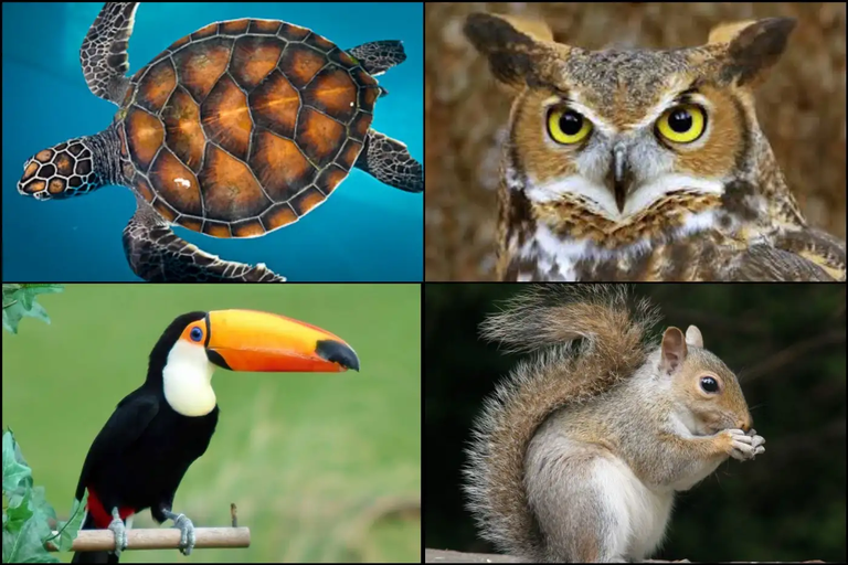 Creating Geometric Animal Art • Concepts App • Infinite, Flexible Sketching