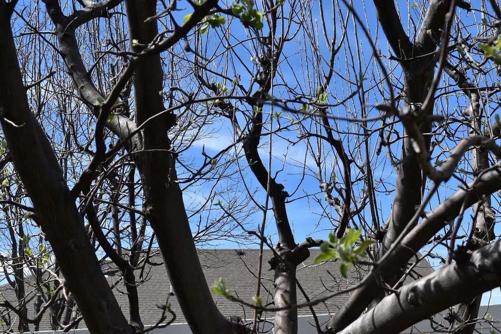 A Guide to Pruning Fruit Trees • Concepts App • Infinite, Flexible ...