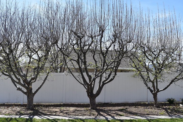 A Guide to Pruning Fruit Trees • Concepts App • Infinite, Flexible ...